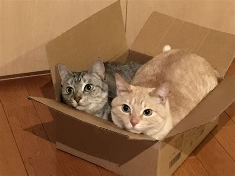大好きな箱に一緒に入る 保護猫の姉弟「ナナ」と「ロク」 「犬や猫ともっと幸せに」をコンセプトにしたwebメディア「sippo」