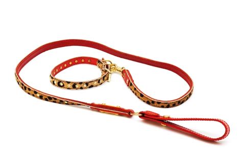 Premium Photo Nice Leash And Collar