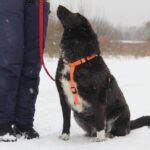 Дейзи собака из приюта на пристройство - Дейзи ищет дом!