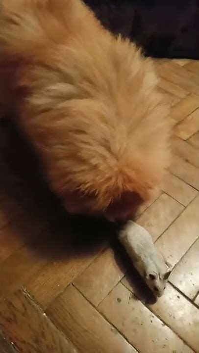 Собака и Хомяк Видят друг друга впервые Youtube