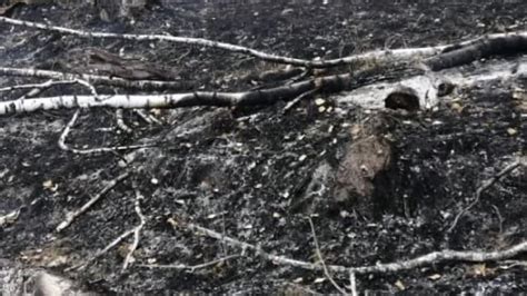 В Каратузском районе оперативно ликвидировали лесной пожар