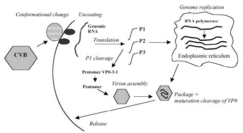 The Replication Cycle Of Enteroviruses Download Scientific Diagram