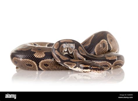 Beautiful Python Isolated In A White Background Stock Photo Alamy