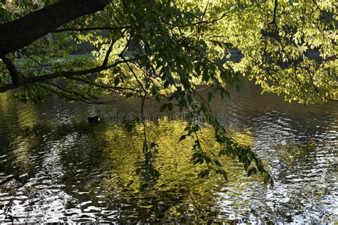 Tree Branches Bent Over The Water On A Beautiful Autumn Day Stock Image Image Of Natural