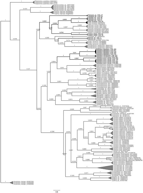 The Bayesian Tree The Bayesian Posterior Probabilities Are Indicated