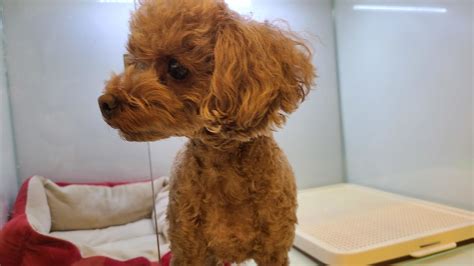 수원 2020 0168 푸들 먼지 책임분양 강아지무료분양 고양이무료분양 도그마루 보호소 유기견 강아지입양 유기견입양 고양이입양 유기견무료분양 유기묘보호소 강아지