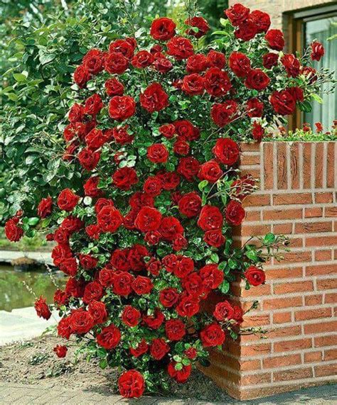 Pin by Marius Tanase on Flori | Rose seeds, Flower seeds, Climbing flowers