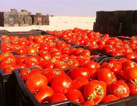 الزراعة النيابية العراق سيشهد اكتفاءً ذاتيا لاغلب المحاصيل خلال 2020