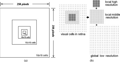 Retina Imaging Simulation A Input Neurons Composed Of Five Download Scientific Diagram