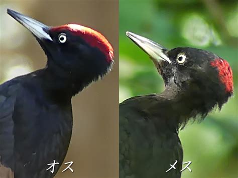 クマゲラ 熊啄木鳥 Dryocopus martiusblack woodpecker鳴き声 さえずり