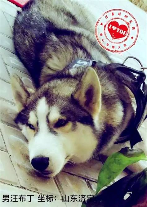 狗語︱狗狗腳掌肉墊潮濕 每日頭條