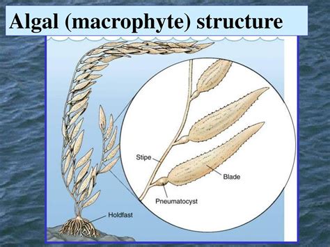 Producers Seaweeds And Plants Ppt Download