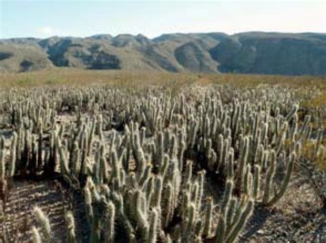 Flora Red Civil De Coordinación Para La Conservación De Cuatrociénegas