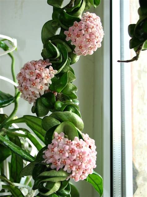 Hoya Carnosa Compacta Care Tips You Wish You Knew Earlier Hindu Rope