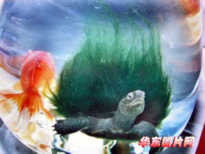湖南绿毛乌龟做成产业 嫁出国门赚大钱 搜狐新闻