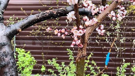«СЛИВА+ПЕРСИК+АБРИКОС»🍑 «ЖЕЛТАЯ ЧЕРЕШНЯ+ДРУГИЕ СОРТА ЧЕРЕШНИ»🍒НАШИ ...