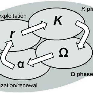 Adaptive Cycles Four Distinct Phases Have Been Identifi Ed Growth Download Scientific