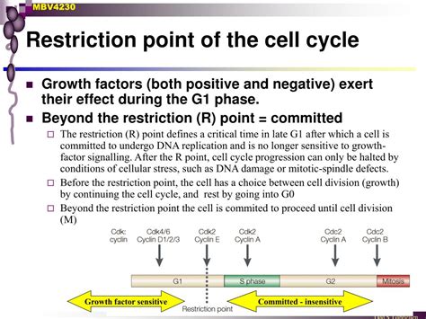 Ppt Rb And E2fs Linking Trx With Cell Cycle Powerpoint Presentation