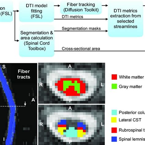 Mri Data Processing And Analysis A Flow Diagram Depicting The Image Download Scientific
