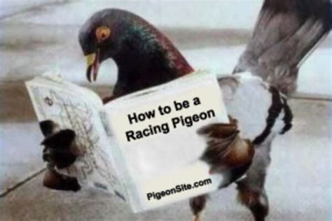 Racing Pigeons On The Natural System Winning Pigeon Racing And Racing