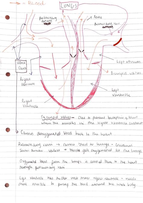Igcse Biology Gross Structure Of The Heart Biochem Tuition