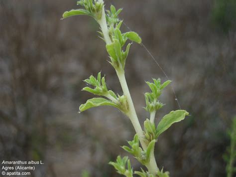 Amaranthus Albus