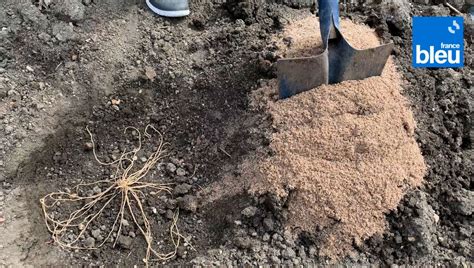 Roland Motte Jardinier Plantez Des Asperges Au Potager Ici