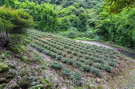 Harry 51926a 茶園 農園 農業 種茶 茶樹 丘陵 石門 茶山步道 休閒步道 北海岸 北海岸及觀音山國家風景區 北觀國家風景區 新