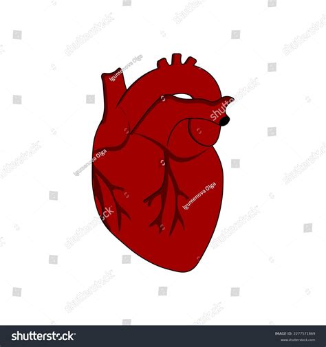 Anatomical Human Heart Aorta Veins Isolated Stock Vector Royalty Free