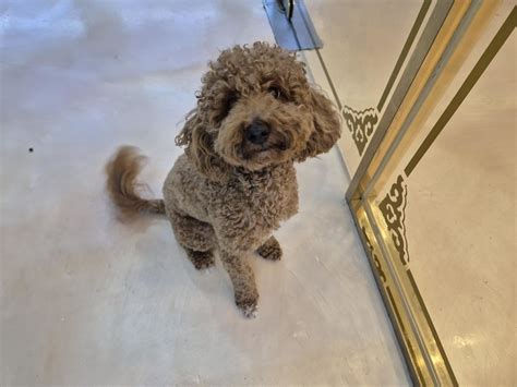 푸들 돌체 비숑프리제무료입양사이트 포메라니안무료입양사이트 말티즈무료입양사이트 말티푸무료입양사이트 푸들무료입양사이트 먼치킨무료입양사이트 랙돌무료입양사이트 브리티쉬숏헤어무료입양