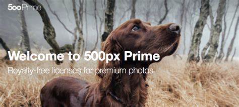 500px Prime Plateforme De Vente De Photos En Version Finale WebLife