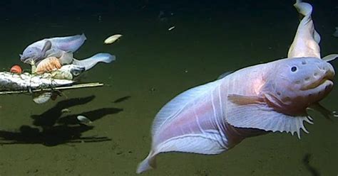 Deepest Ever Fish Filmed Off Japan By Scientists