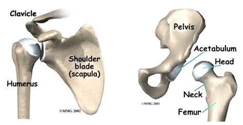 Shoulder Replacement Surgery How The Shoulder Works When Surgery Is Necessary Beach