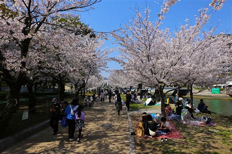 桜の名所・平和記念公園が満開になり、広島市民と観光客、外国人旅行者で賑わう｜広島観光情報総合サイト 旅やか広島