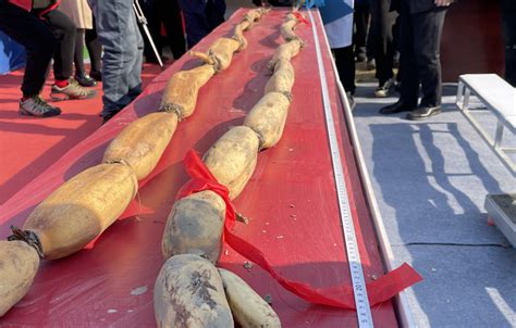 Longest Lotus Root Guinness World Records