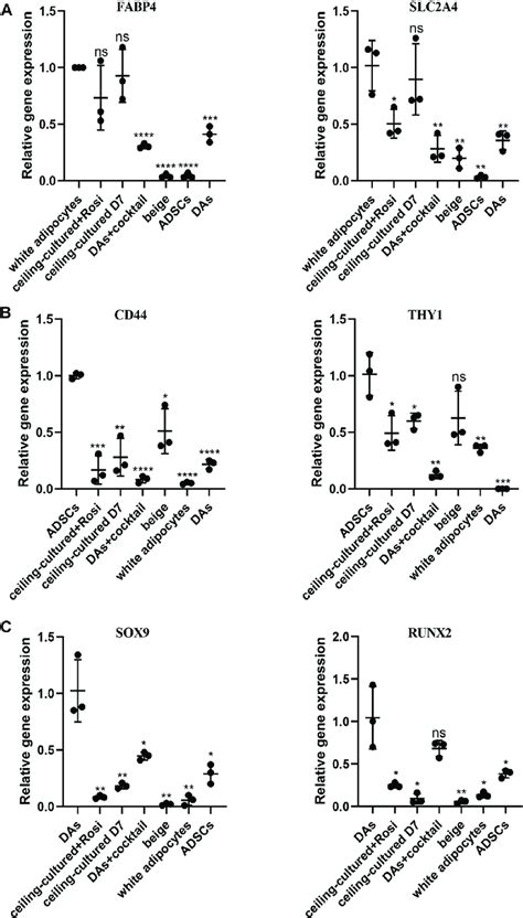 Beige Adipocytes From Different Sources Identified By Gene Expression