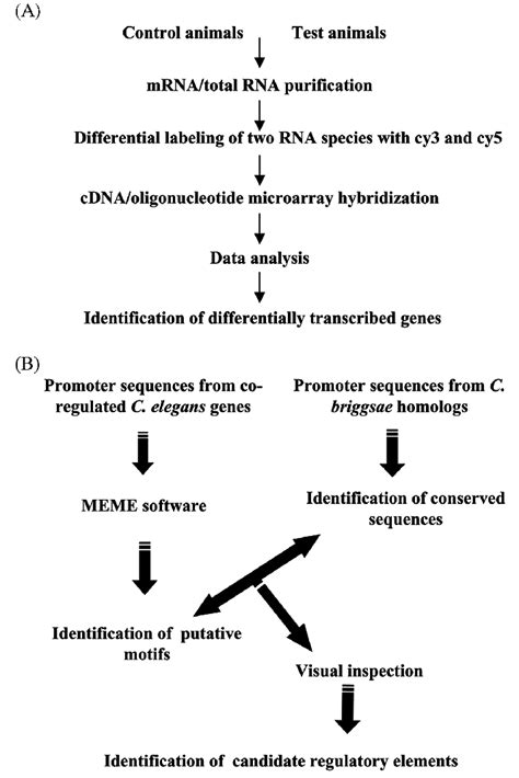 An Experimental Scheme For Microarray Experiments A A Flow For A Download Scientific Diagram