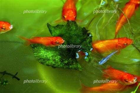 観賞魚（金魚とメダカ） 写真素材 4996972 フォトライブラリー Photolibrary