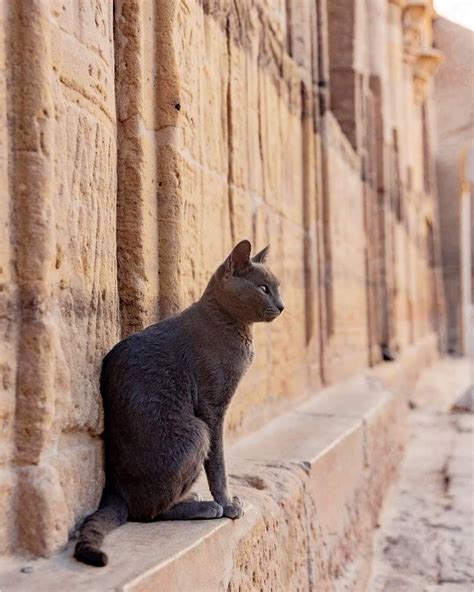 Pin De Juan Chabeaud Em GATOS SAGRADOS