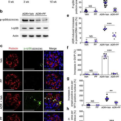 Pf4708671 Inhibited Ribosomal Protein S6 Rps6 Phosphorylation And