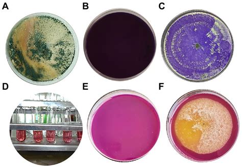 Frontiers Trichoderma Asperellum Empowers Tomato Plants And Suppresses Fusarium Oxysporum