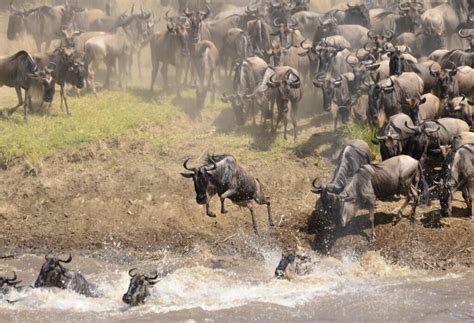 10 Most Common Questions To The Official Odoo Partner