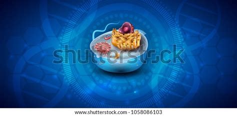 Cell Structure Cross Section On Abstract Stock Vector Royalty Free