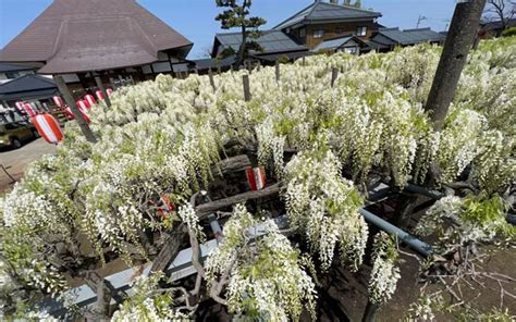 八王寺の白藤が大型連休に合わせたように見ごろへ