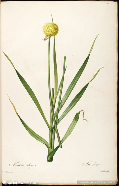 手绘兰花 雷杜德植物插画设计图 花草 生物世界 设计图库 昵享网nipic cn