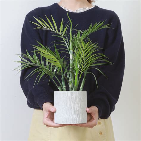 Cd41130 フェイクグリーン テーブルヤシ ペーパーポット ｜ Ordering Shop オーダリングショップ