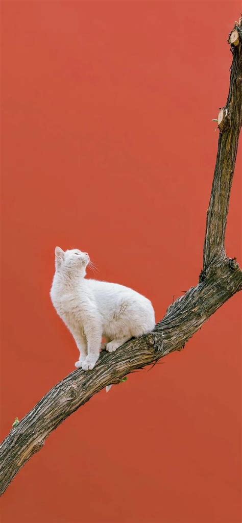 猫咪无水印壁纸 知乎