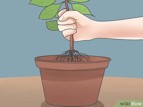 How To Use Your Compost Steps With Pictures WikiHow Life