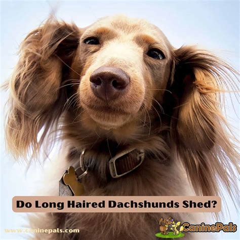 Do Long Haired Dachshunds Shed Canine Pals
