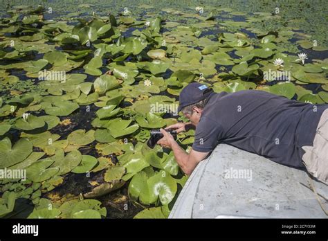 Tourist Video Filming From A Boat European White Water Lily Nymphaea